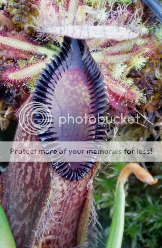 A celebration of teeth .... - FlyTrapCare Forums