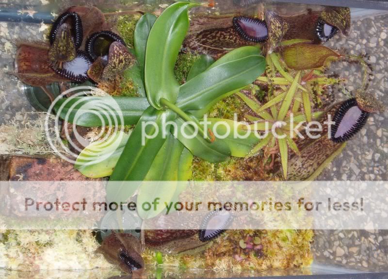 A celebration of teeth .... - FlyTrapCare Forums