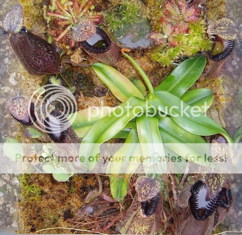 A celebration of teeth .... - FlyTrapCare Forums