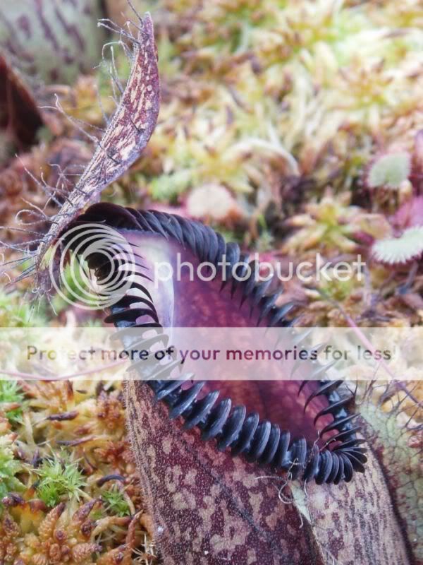 A celebration of teeth .... - FlyTrapCare Forums