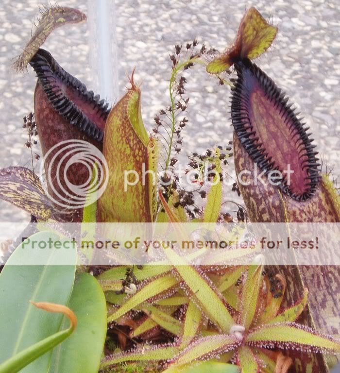 A celebration of teeth .... - FlyTrapCare Forums