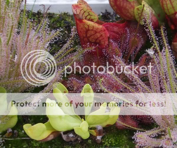 Purp tray - FlyTrapCare Forums