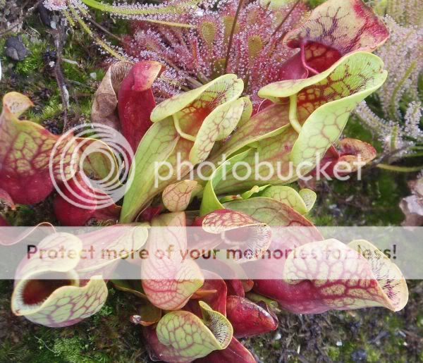 Purp tray - FlyTrapCare Forums