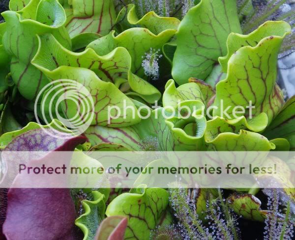 Purp tray - FlyTrapCare Forums