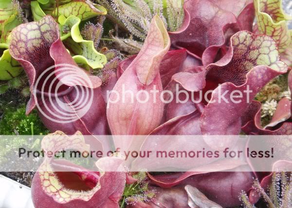 Purp tray - FlyTrapCare Forums