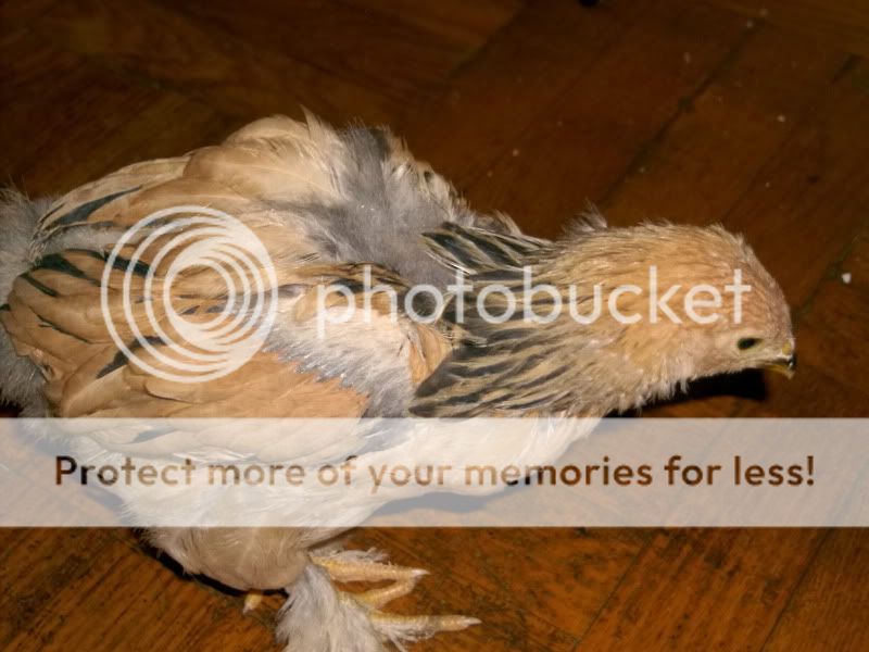 7 week old LF Buff Brahma...Male or Female | BackYard Chickens - Learn ...