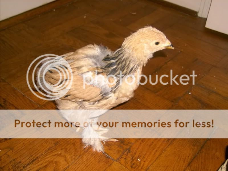 7 week old LF Buff Brahma...Male or Female | BackYard Chickens - Learn ...