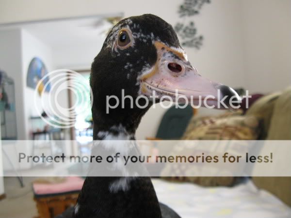 Muscovy....The Quackless Duck? Not Exactly.... | BackYard Chickens ...
