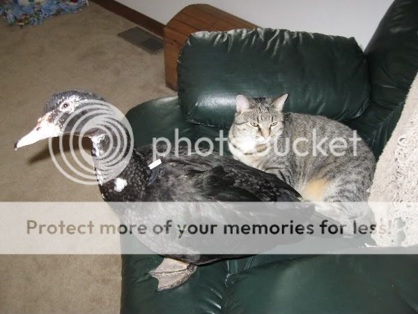 Muscovy....The Quackless Duck? Not Exactly.... | BackYard Chickens ...