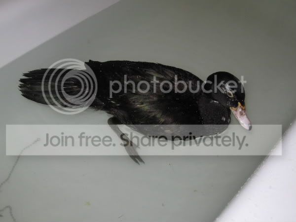 Muscovy....The Quackless Duck? Not Exactly.... | BackYard Chickens ...