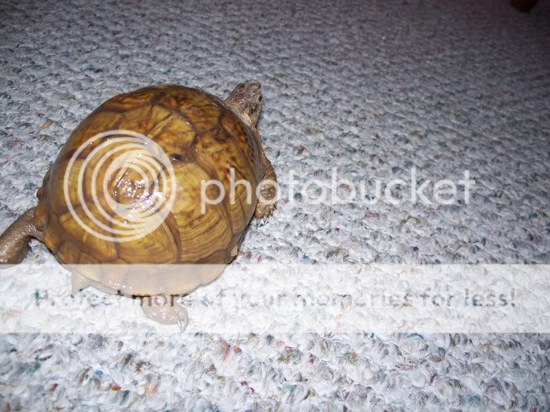 three toe boxie with swollen leg - EMERGENCY CARE - Turtle Forum