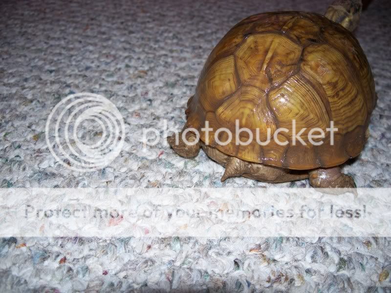 three toe boxie with swollen leg - EMERGENCY CARE - Turtle Forum