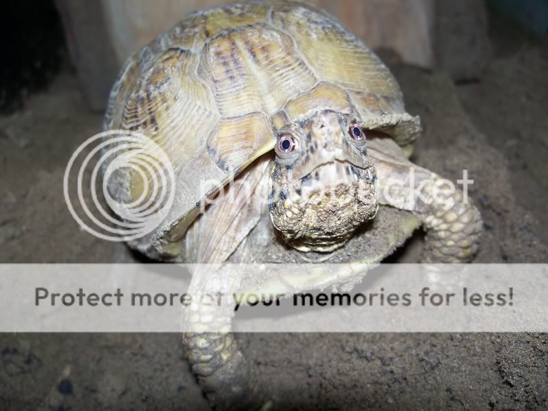 three toe boxie with swollen leg - EMERGENCY CARE - Turtle Forum