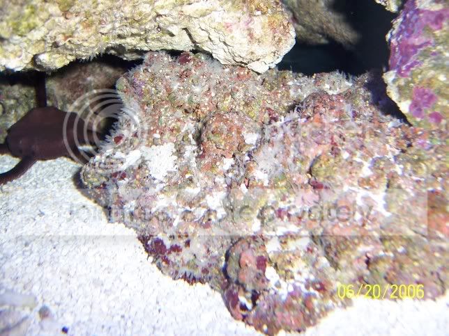 Tube Worms Reef Tank